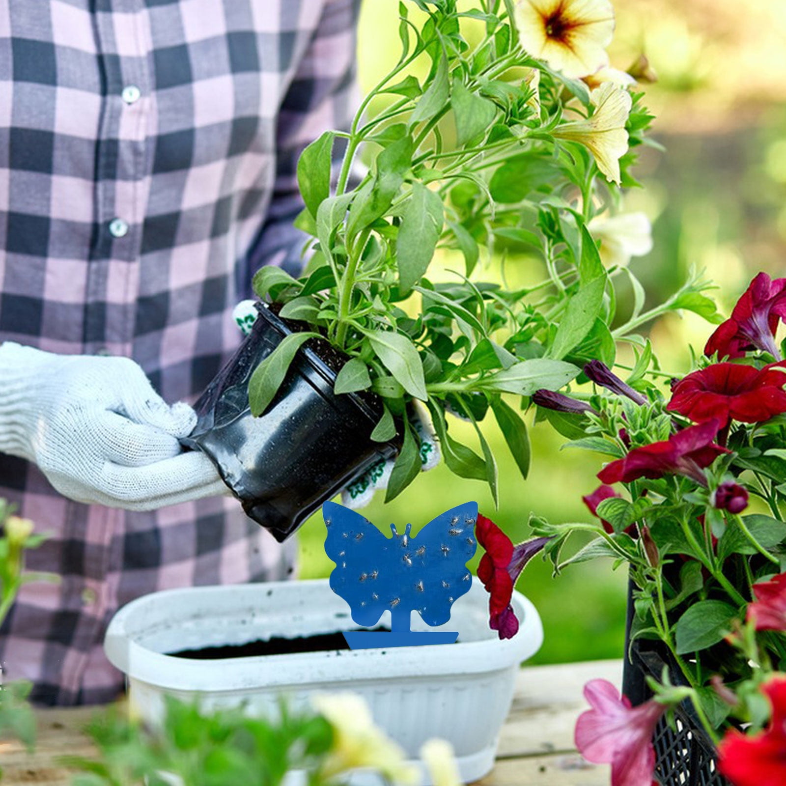 20pc Fly Sticky Traps Paper Gnat Killer Insect Catcher Disposable Fruit Sticky Board for Fungus ...