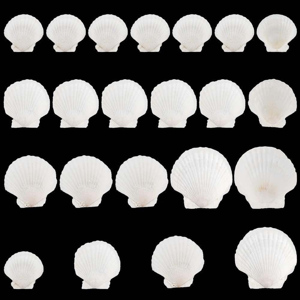 20pcs 2.4-4.2 Inch Large Scallop Shells 4 Sizes Natural Scallop White ...