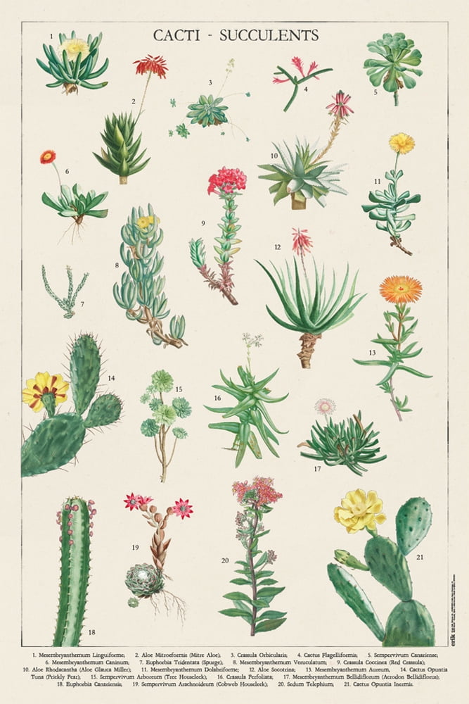 21 Botanical Cacti - Educational Poster (Latin / Botanical Names) (24 ...
