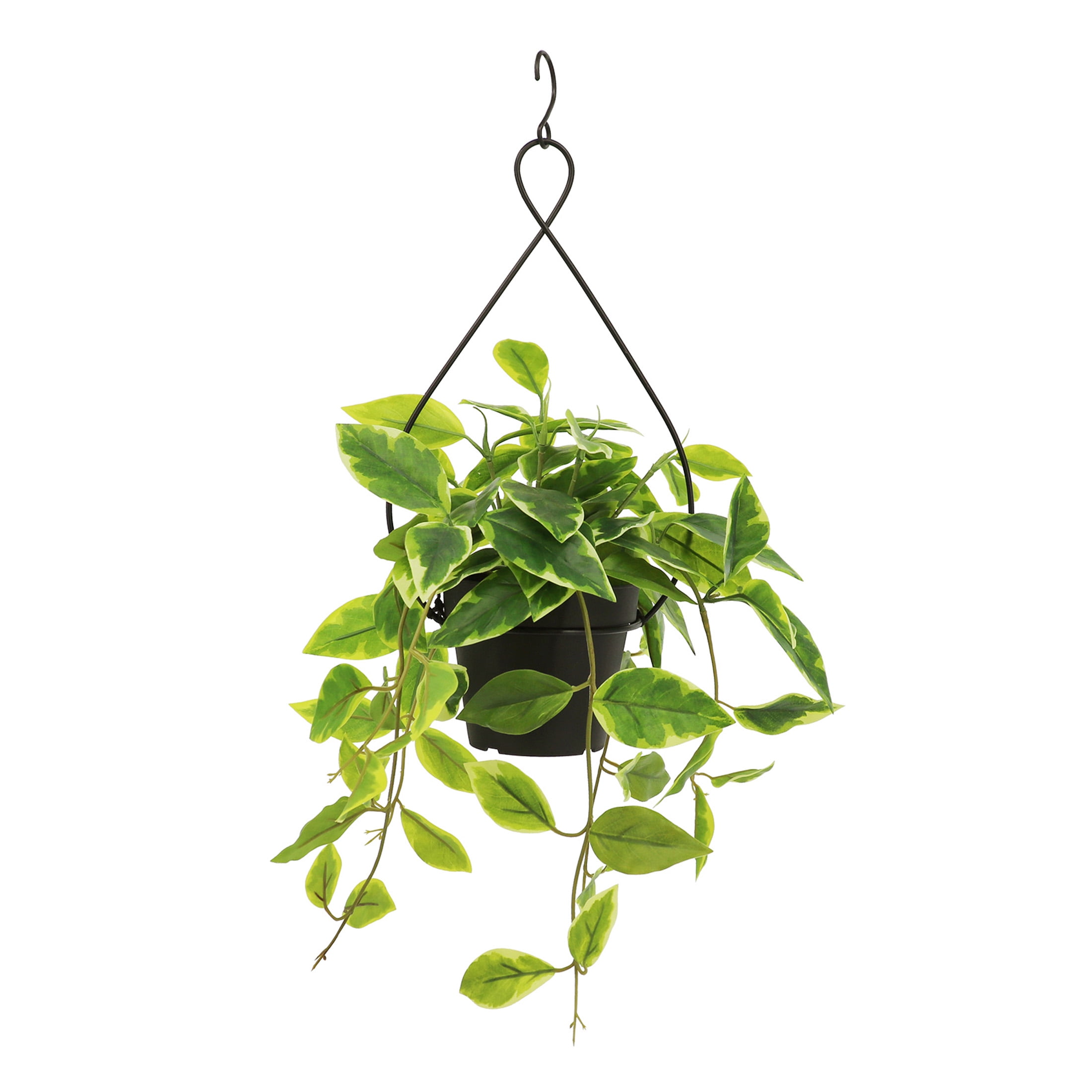21" Potted Hanging Hoya by Ashland® - Spring Craft Kits - Walmart.com