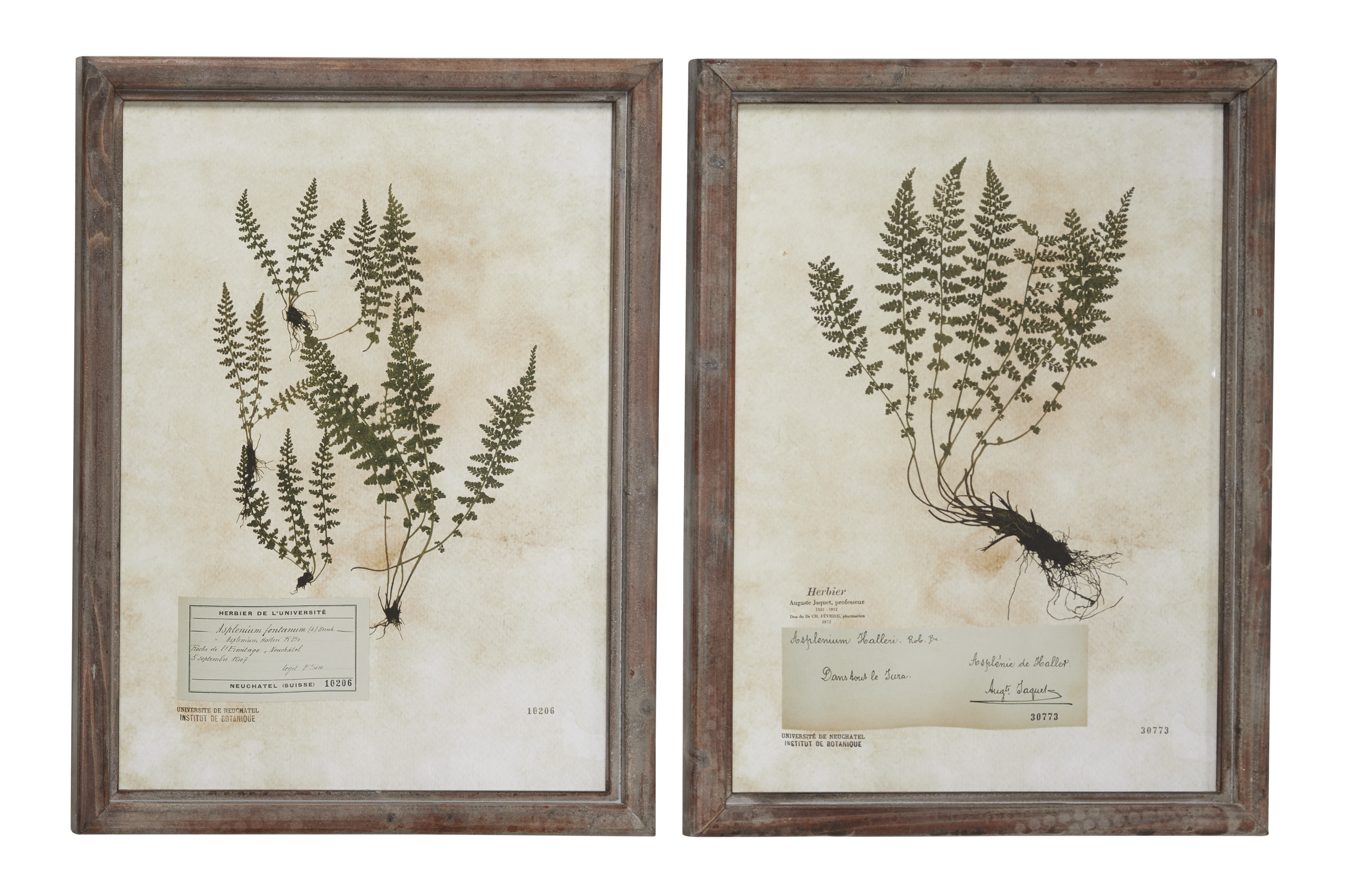 Luxe Metal Art 'Big Leaf Maple Trees II' by Alan Majchrowicz,Metal Wall ...