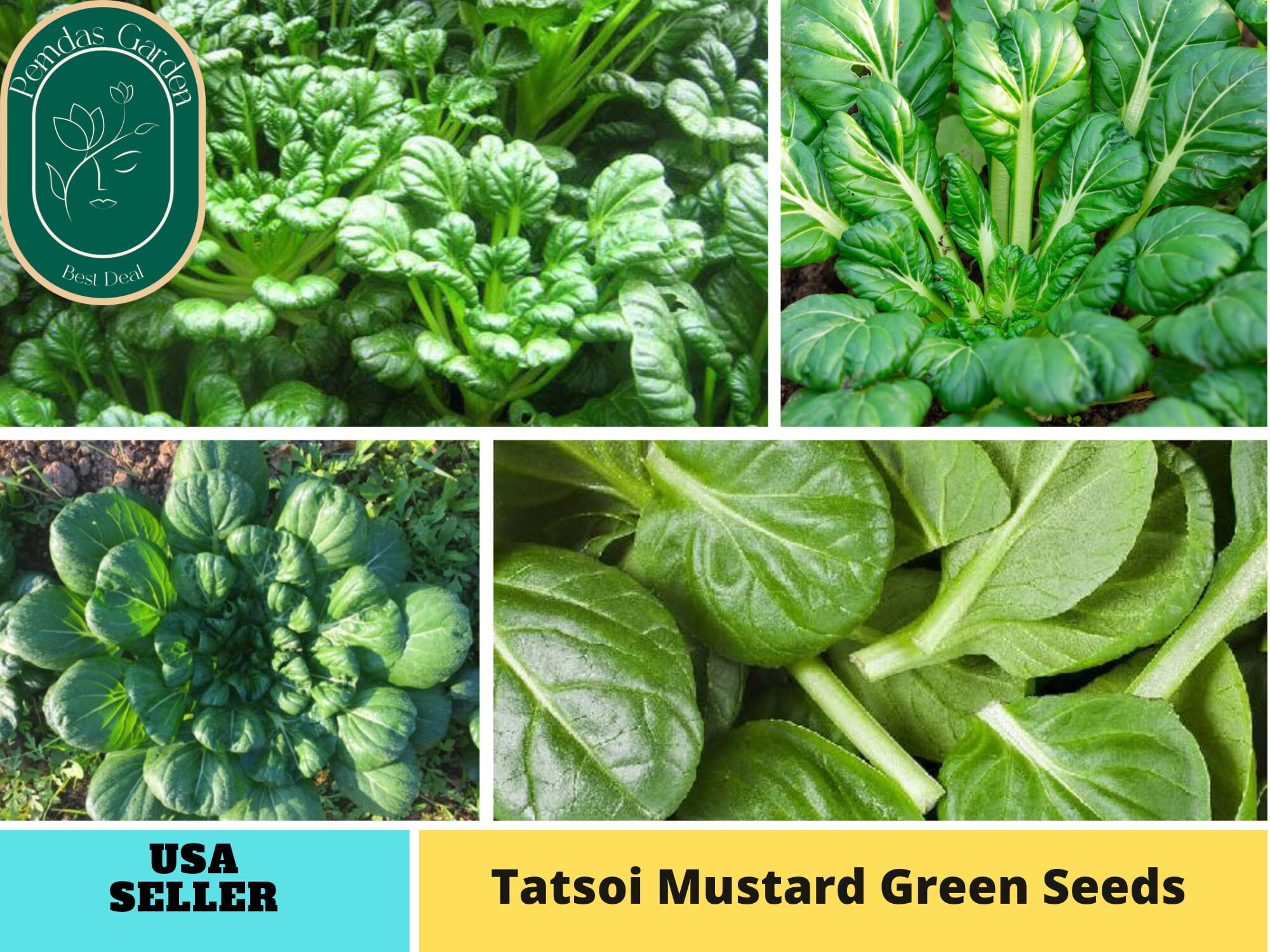 210 Seeds| Tatsoi Mustard Green Seeds, - Authentic Seeds ~ GMO Free ...
