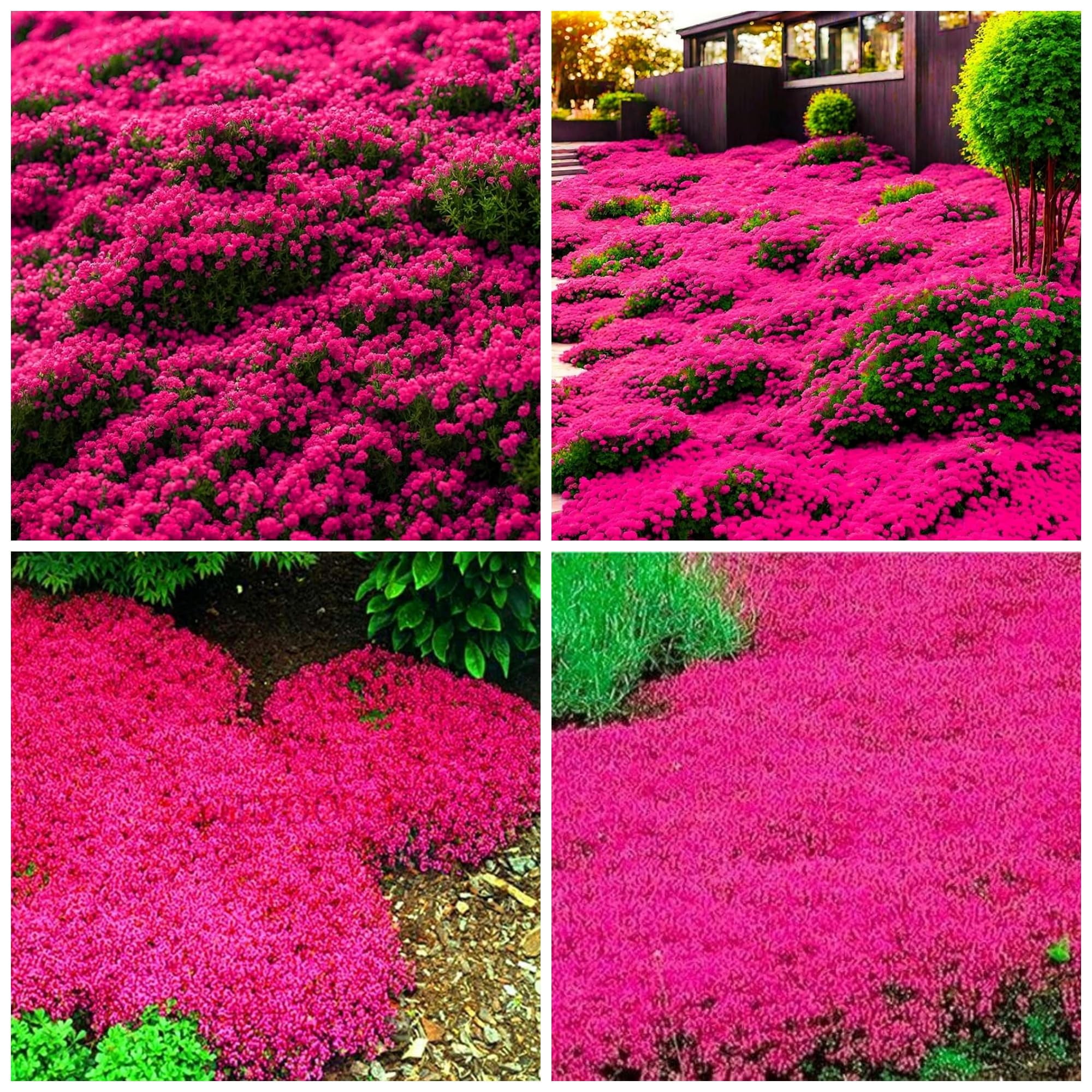 21000+ Magic Creeping Thyme Seeds for MVR1 Planting Ground Cover Plants Heirloom Flowers ...