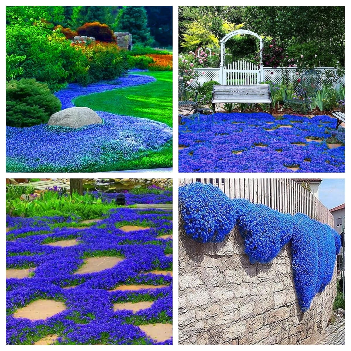 21000+ Magic Creeping Thyme Seeds for Planting Ground Cover Plants Seeds Non GMO Heirloom Thymus ...