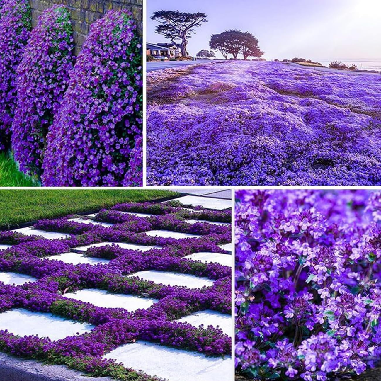 21000+ Magic Purple FEV6 Creeping Thyme Seeds for Planting Ground Cover ...