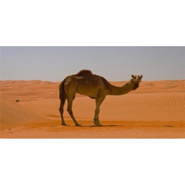 212 Main LPO1251 Camel Photo License Plate - Walmart.com