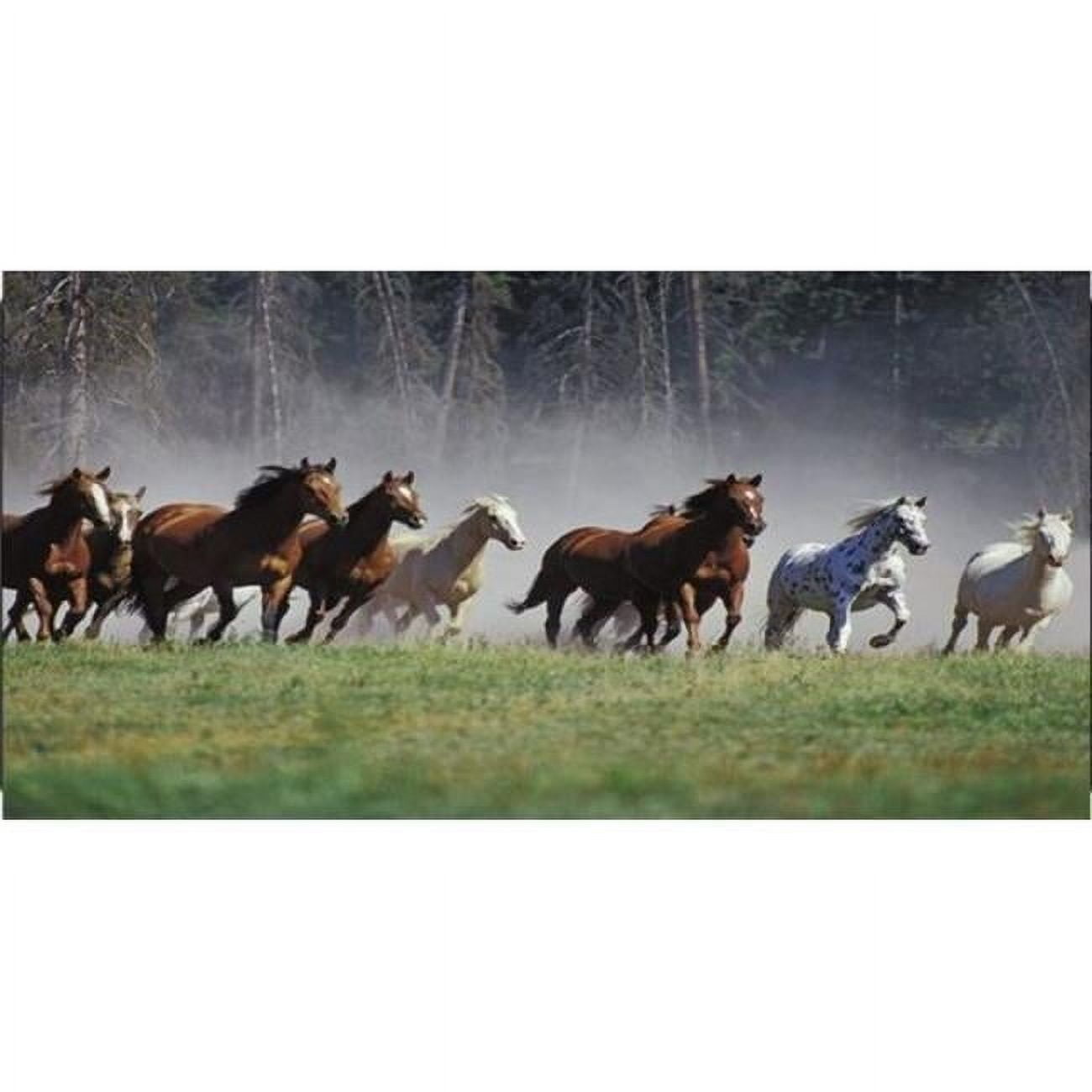 212 Main LPO1752 Horses Running Photo License Plate - Walmart.com