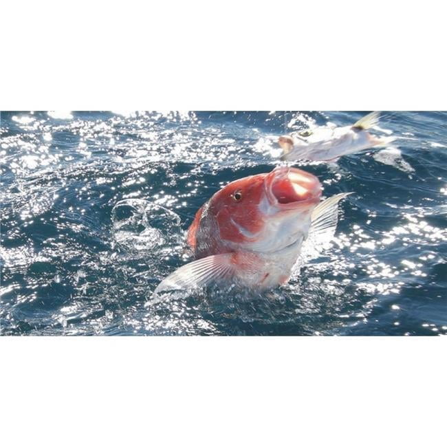 212 Main LPO2000 6 x 12 in. Red Snapper Photo License Plate - Walmart.com