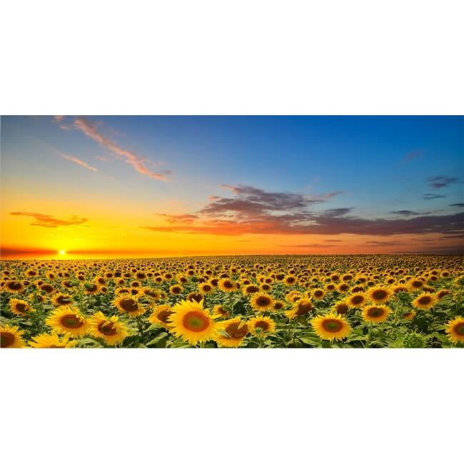 212 Main LPO2275 6 x 12 in. Sunflower Field Photo License Plate ...