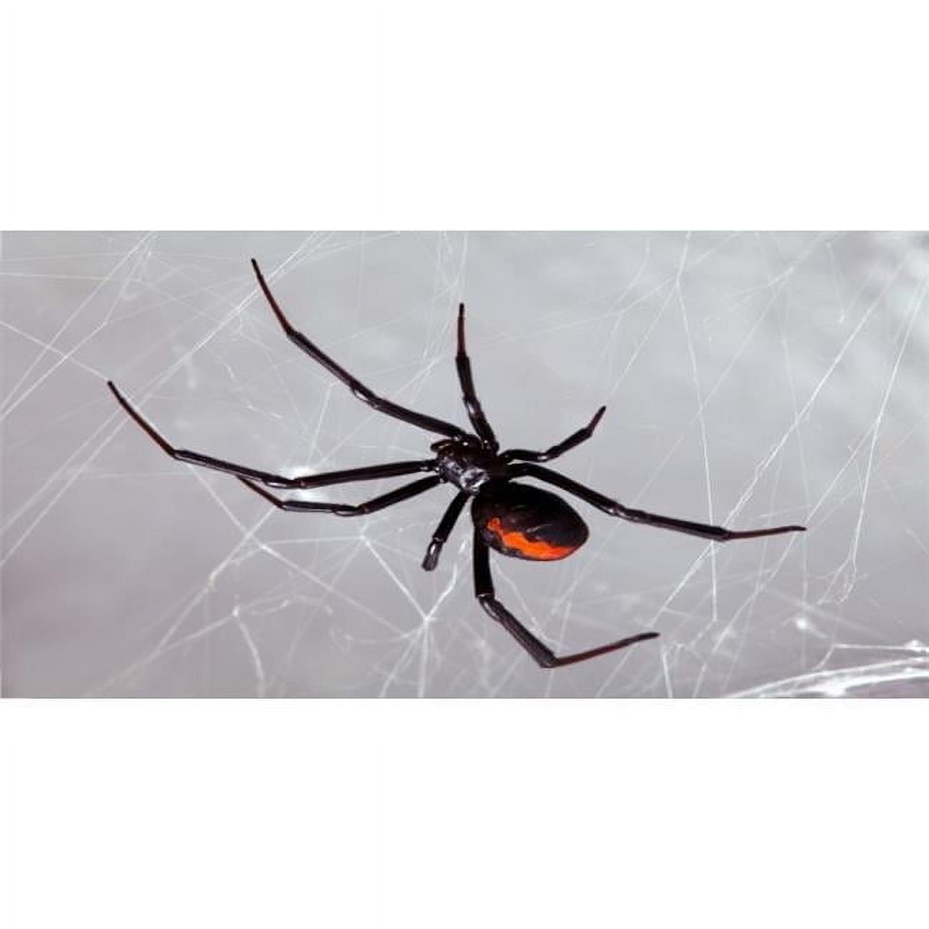 212 Main LPO2565 6 x 12 in. Black Widow Spider in Web Photo License ...