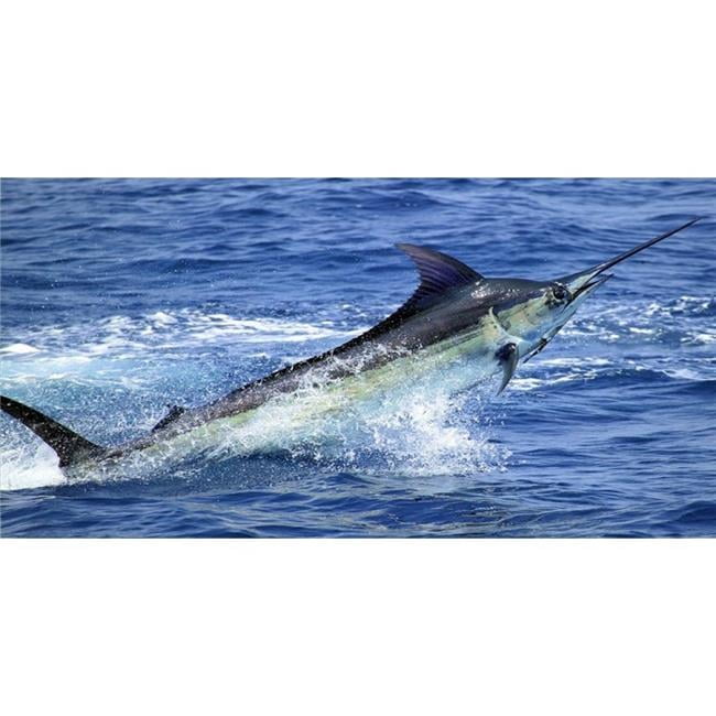 Marlin Jumping Photo License Plate - Walmart.com