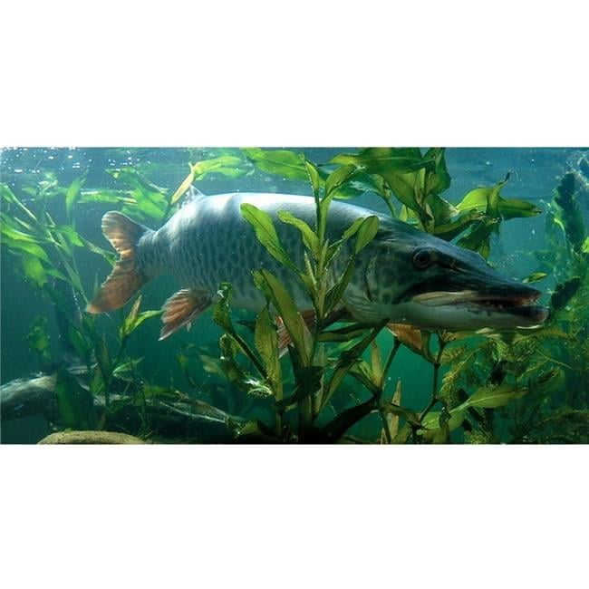 212 Main LPO3036 6 x 12 in. Musky Fish Under Water Photo License Plate ...