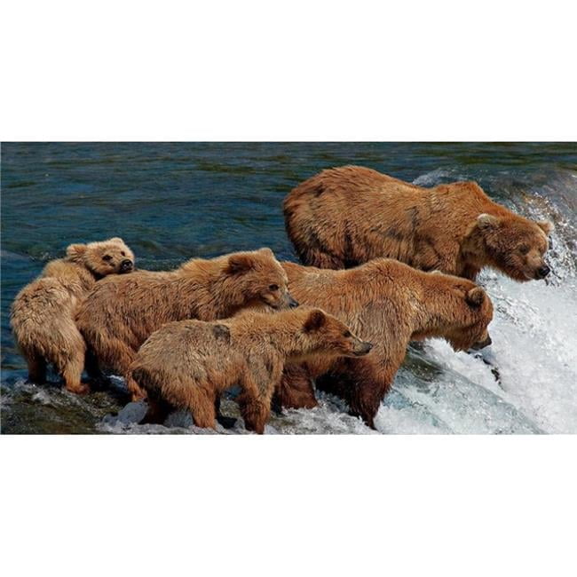 212 Main LPO3488 6 x 12 in. Bear Family at Waterfalls Photo License ...