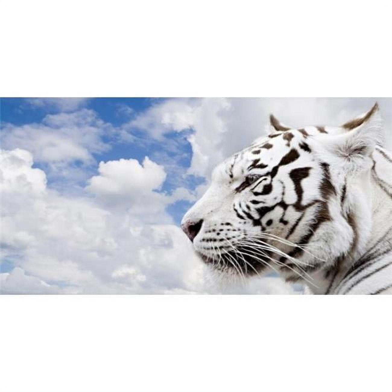 White Tiger #3 Photo License Plate - Walmart.com