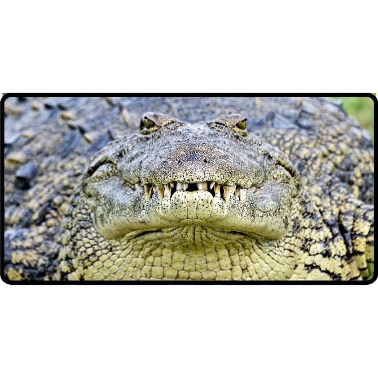212 Main LPO4437 6 x 12 in. Crocodile Close Up Photo License Plate ...
