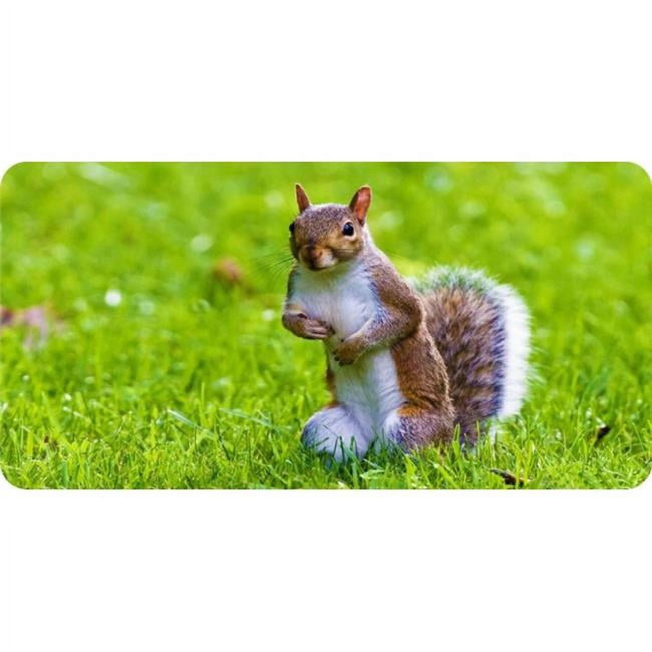 212 Main LPO5803 6 x 12 in. Squirrel in Grass Photo License Plate ...