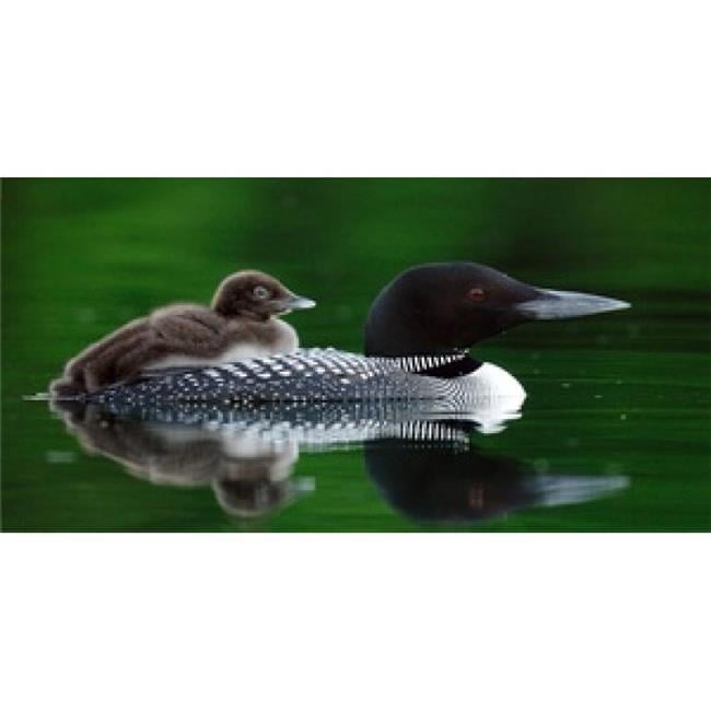 212 Main LPO596 Loon Mother with Chick Photo License Plate - Walmart.com