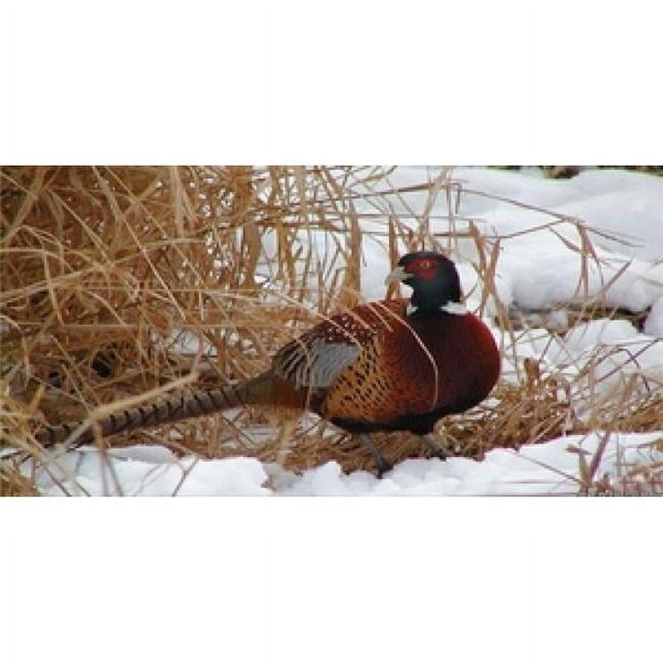 212 Main LPO597 Pheasant in Snow Photo License Plate - Walmart.com
