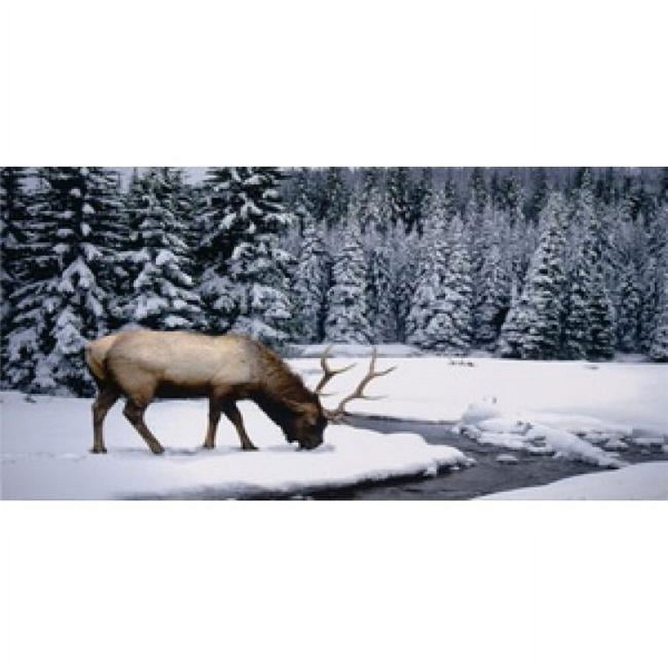 212 Main LPO614 Elk in the Snow Photo License Plate, Free ...
