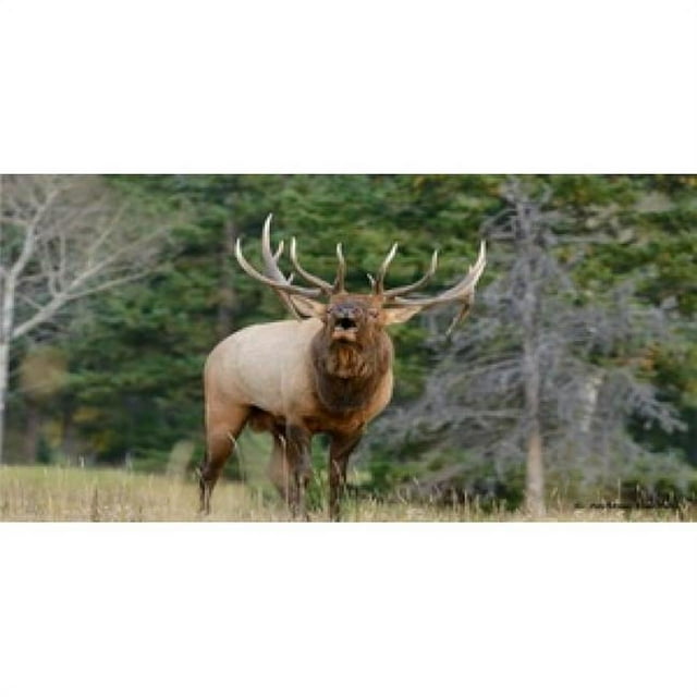 212 Main LPO616 Elk Calling Photo License Plate - Walmart.com