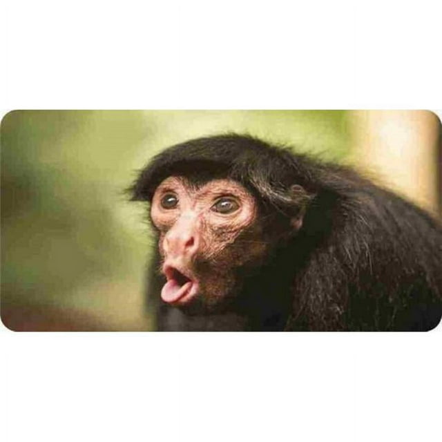 212 Main LPO6271 6 x 12 in. Funny Monkey Photo License Plate - Walmart.com