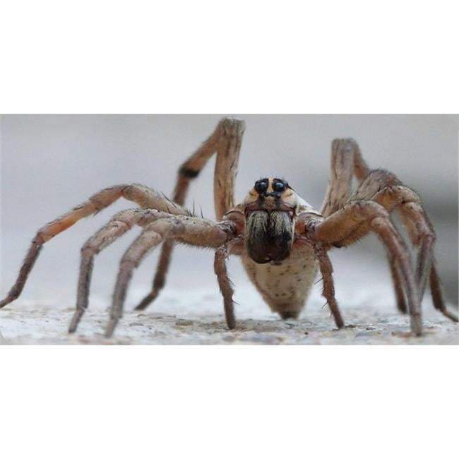 Wolf Spider Photo License Plate - Walmart.com