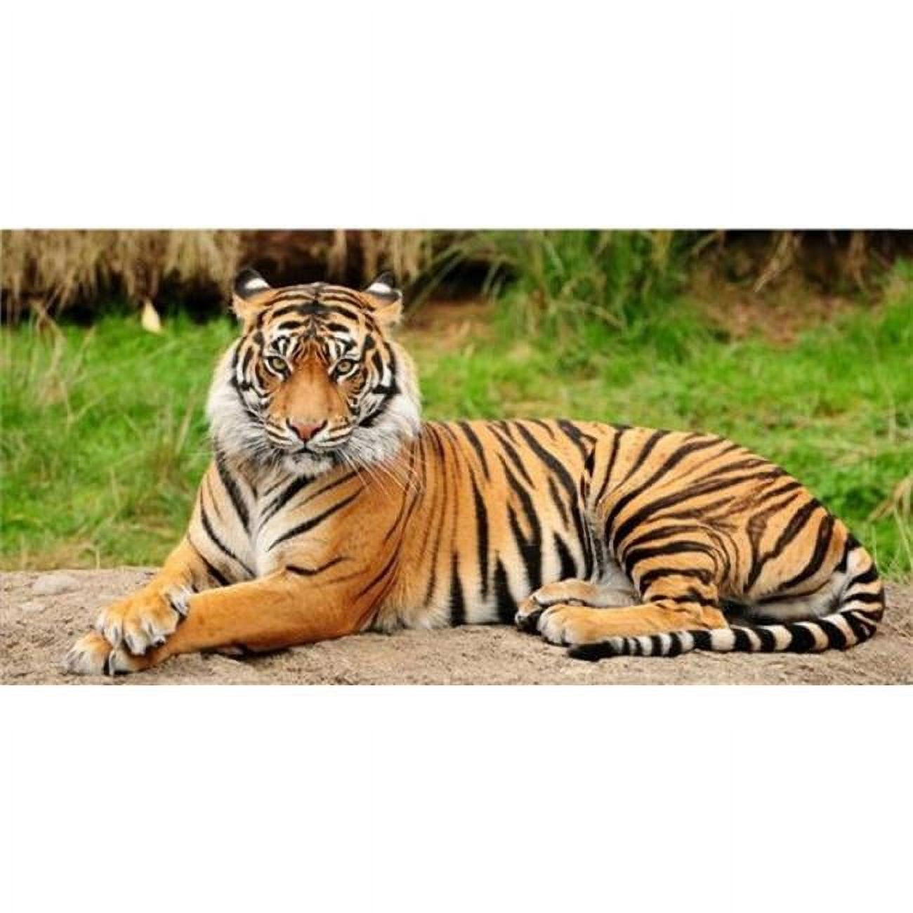212 Main LPO944 Bengal Tiger Photo License Plate - Walmart.com