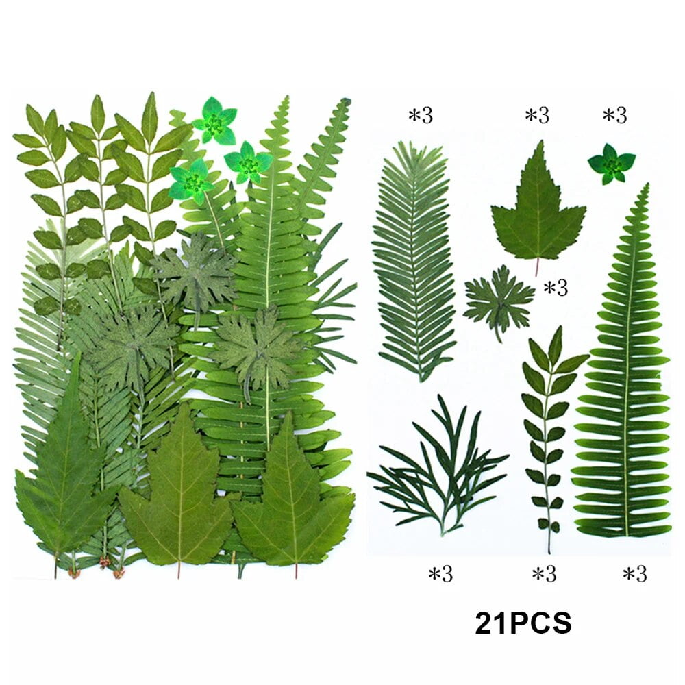 21Pieces Real Dried Pressed Leaves Assorted Natural Dry Leaves Green ...