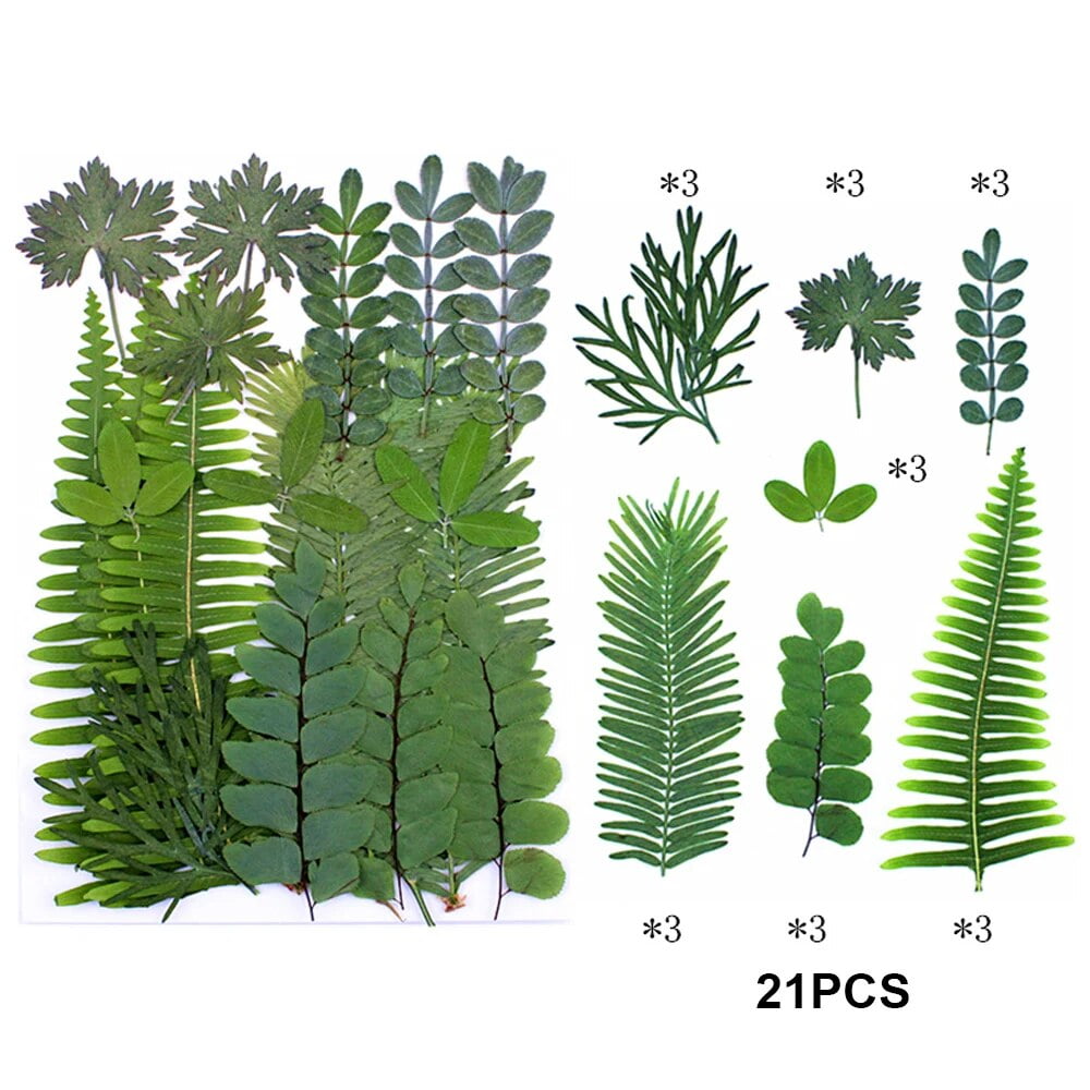 21Pieces Real Dried Pressed Leaves Assorted Natural Dry Leaves Green ...