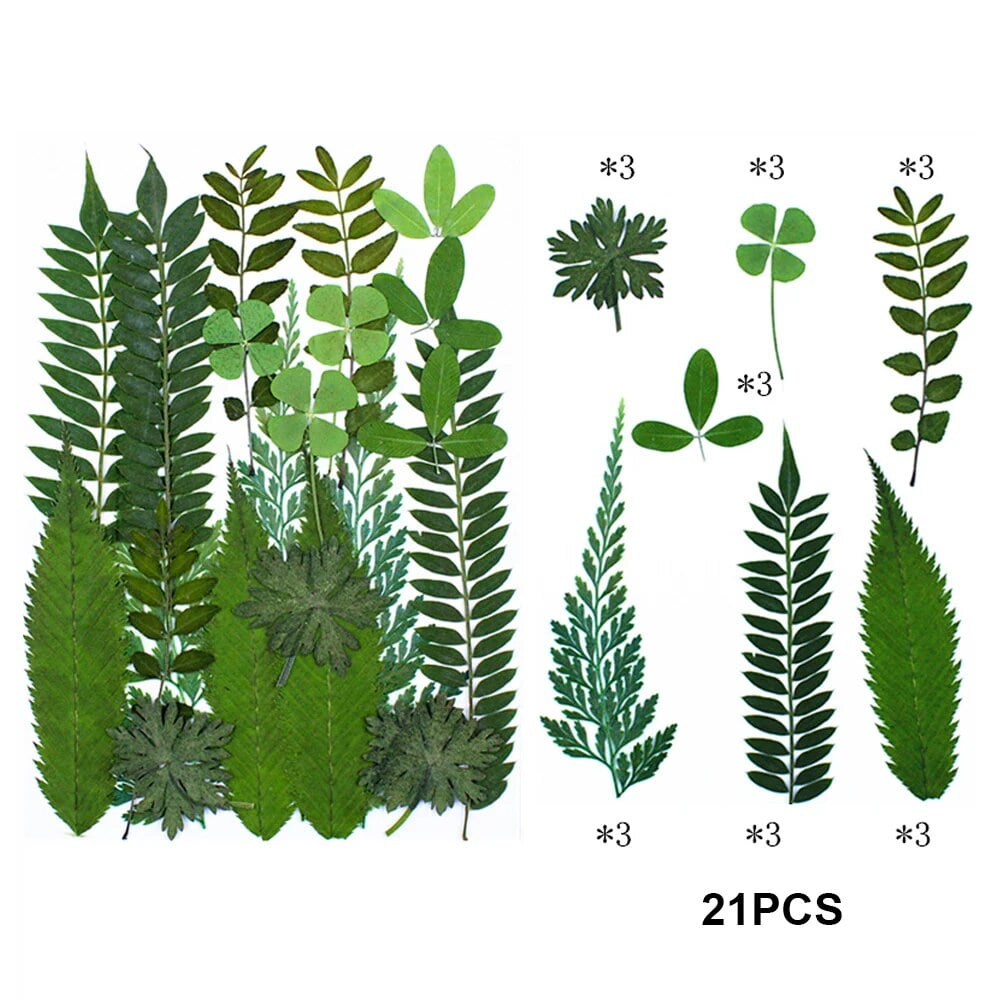 21Pieces Real Dried Pressed Leaves Assorted Natural Dry Leaves Green ...