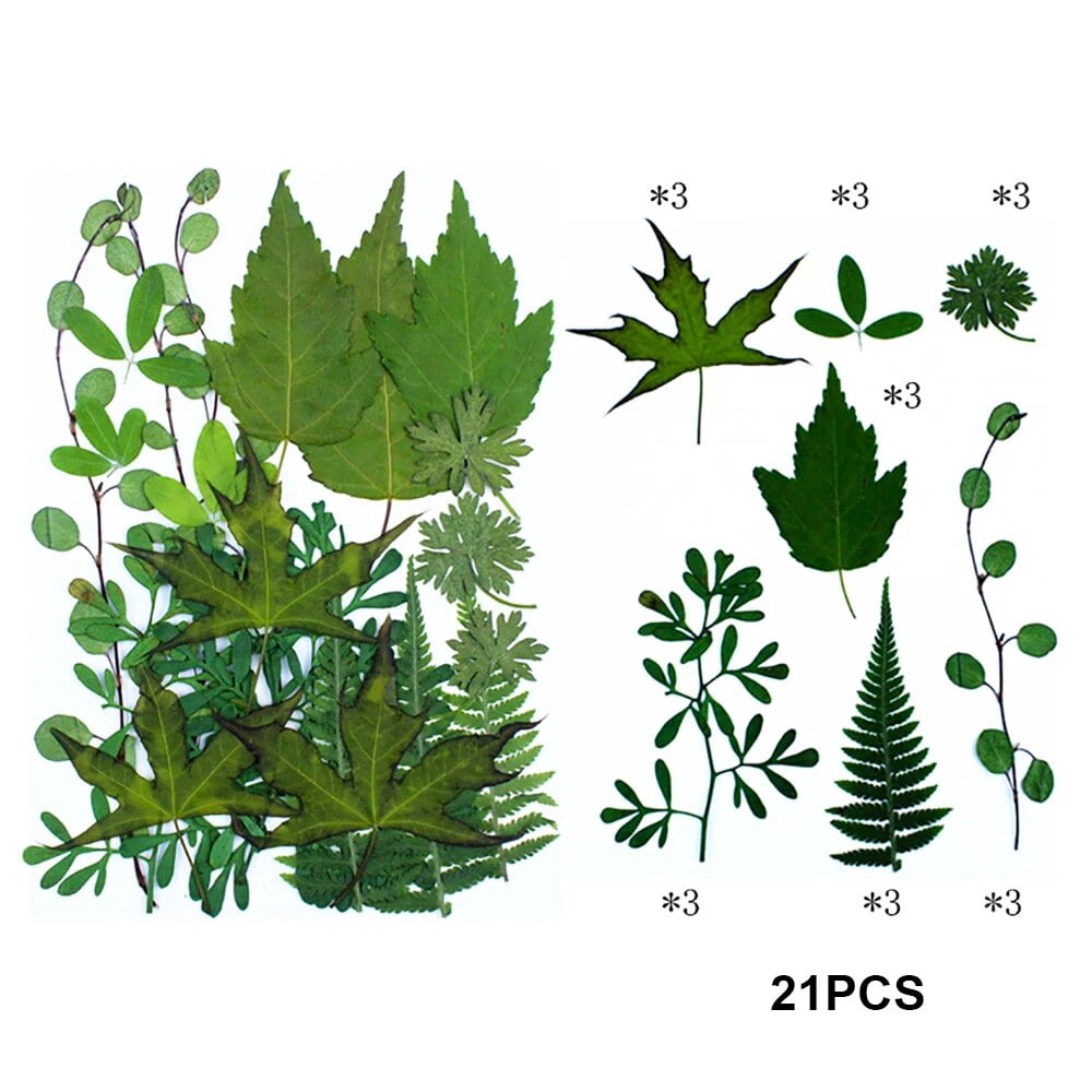 21Pieces Real Dried Pressed Leaves Assorted Natural Dry Leaves Green ...