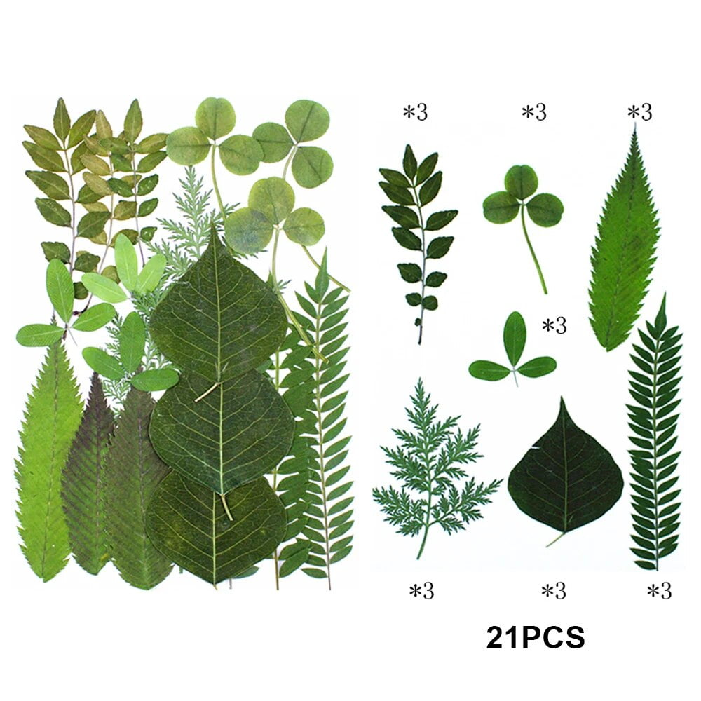 21Pieces Real Dried Pressed Leaves Assorted Natural Dry Leaves Green ...