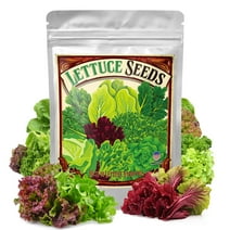 3000 *SEEDS - Iceberg Lettuce - Lactuca Sativa Vegetable Seeds ...