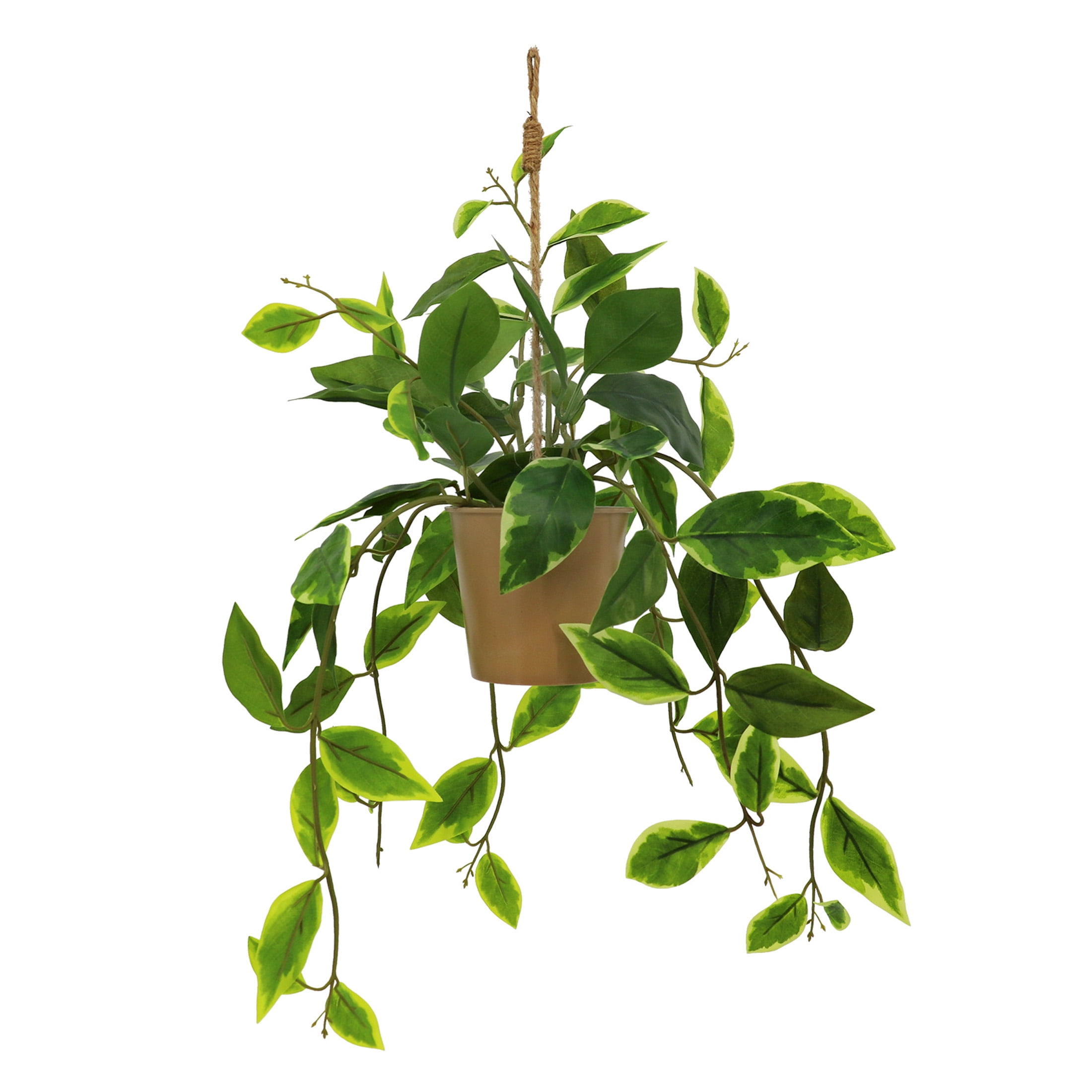 22" Green & White Potted Hanging Hoya by Ashland®-Spring Home Decor ...