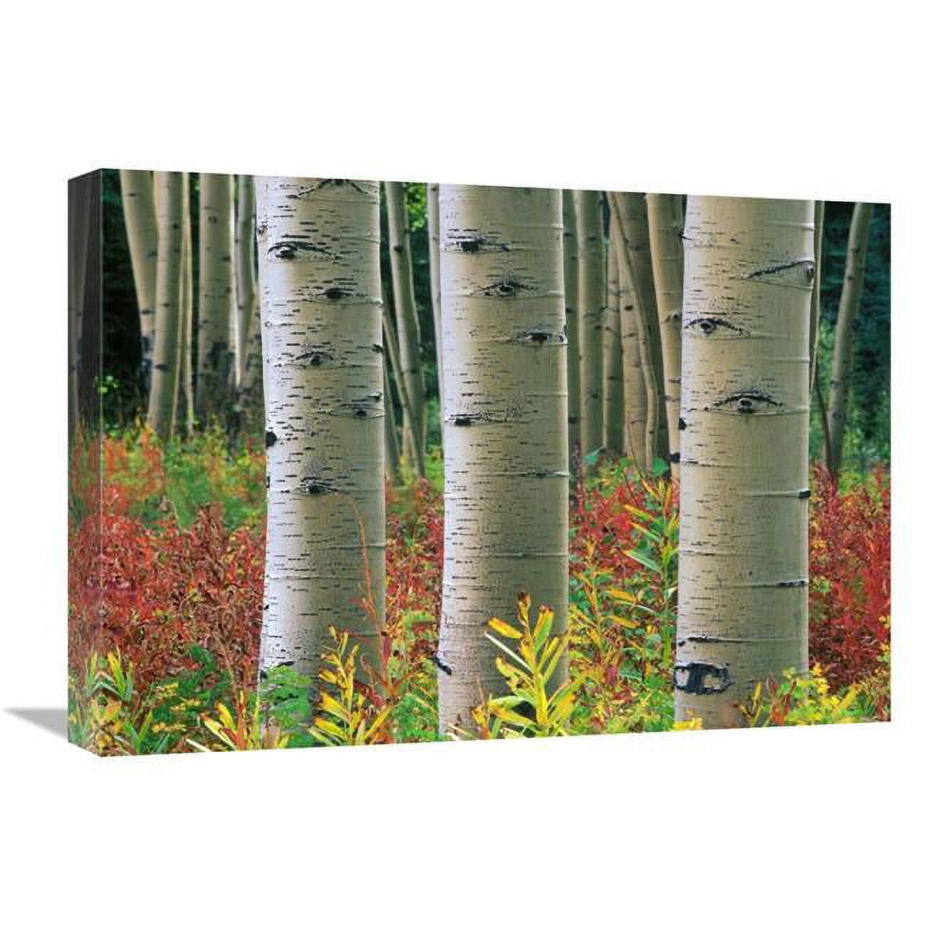 22 in. Aspen Trunks, Colorado Art Print - Tim Fitzharris - Walmart.com