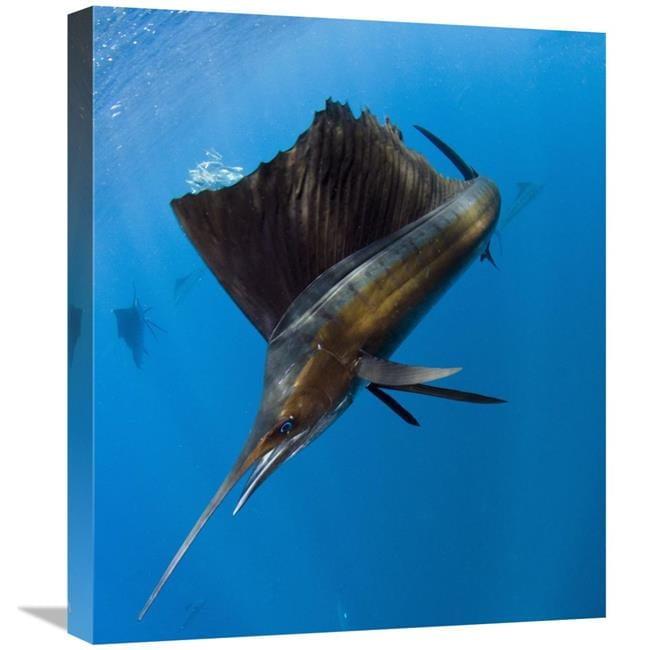 22 in. Atlantic Sailfish Hunting Round Sardinella, Isla Mujeres, Mexico ...