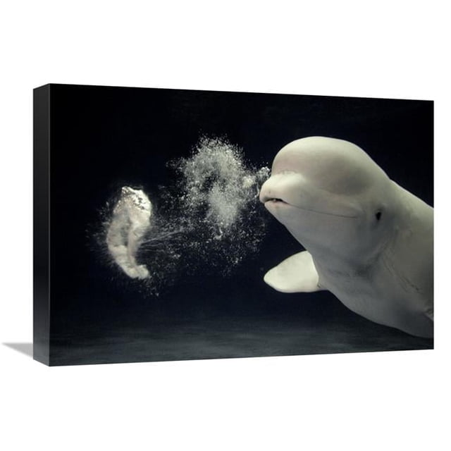 22 in. Beluga Whale Blowing Toroidal Bubble Ring, Shimane Aquarium ...