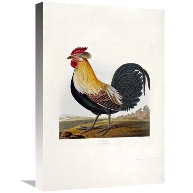 22 in. Cock Art Print - Robert Havell - Walmart.com