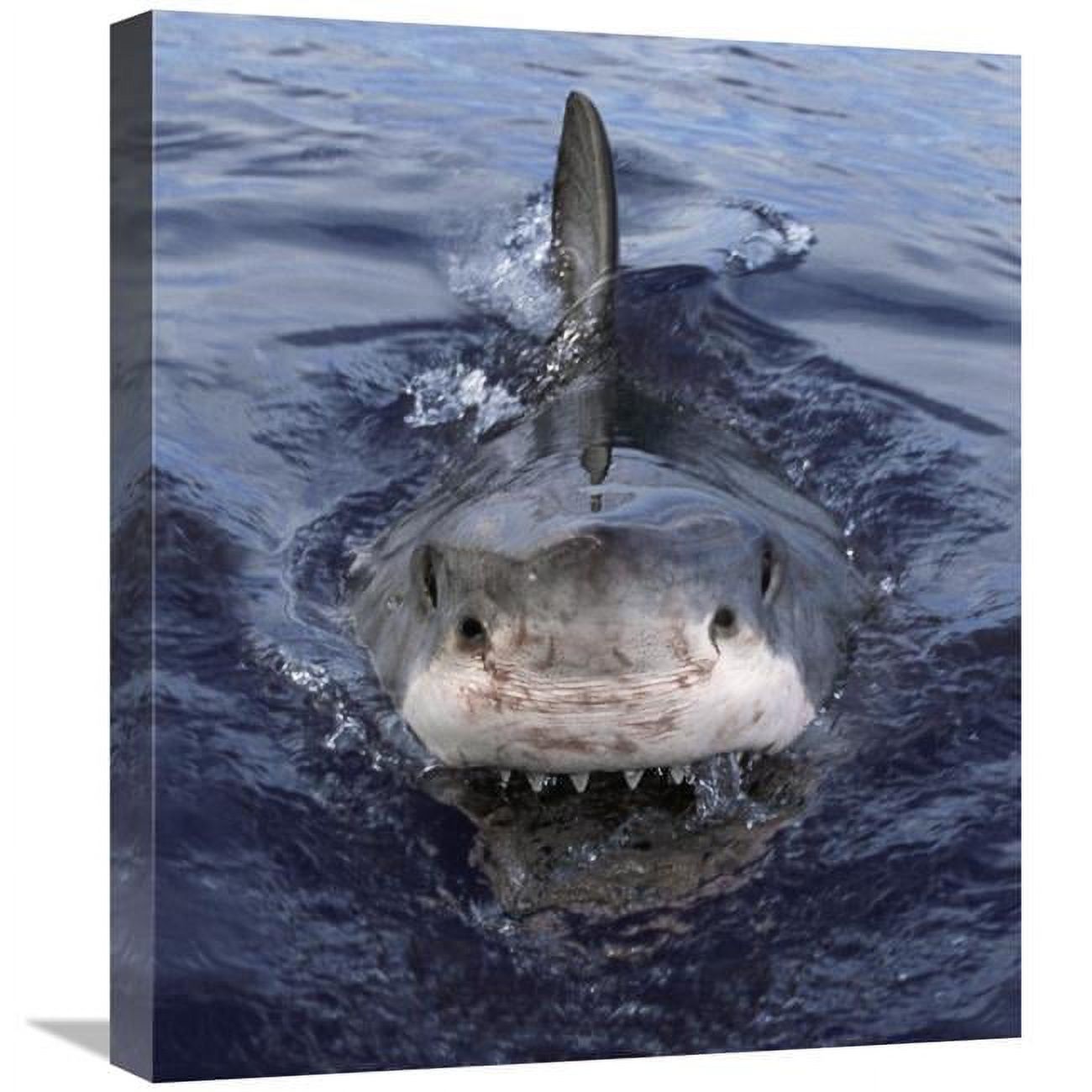 22 in. Great White Shark At Surface, Cape Province, South Africa Art ...