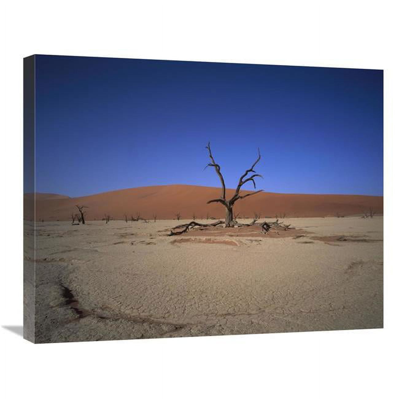 22 x 28 in. Camelthorn Snag on Desert Pan, Namib-Naukluft National Park ...