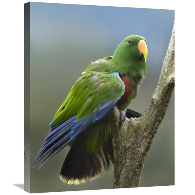 22 x 28 in. Eclectus Parrot Male, Jurong Bird Park, Singapore Art Print ...