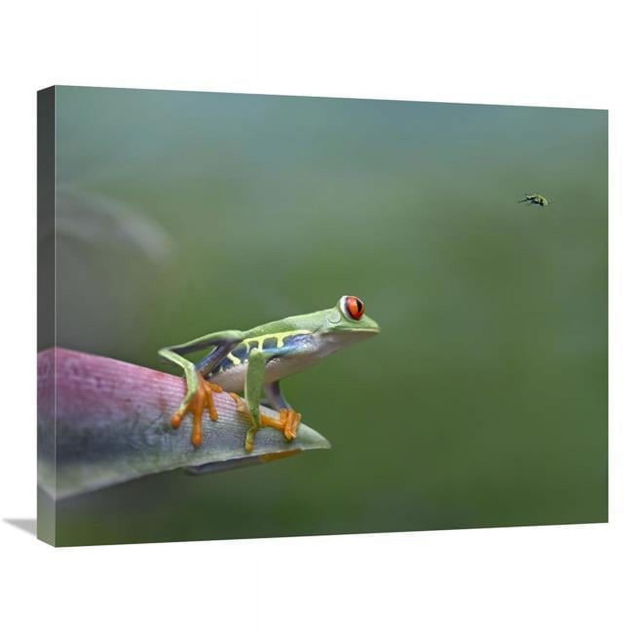 22 x 28 in. Red-Eyed Tree Frog Eyeing Bee Fly, Costa Rica Art Print ...