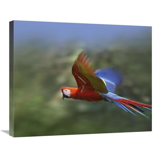 22 x 28 in. Scarlet Macaw Flying, Costa Rica Art Print - Tim Fitzharris ...