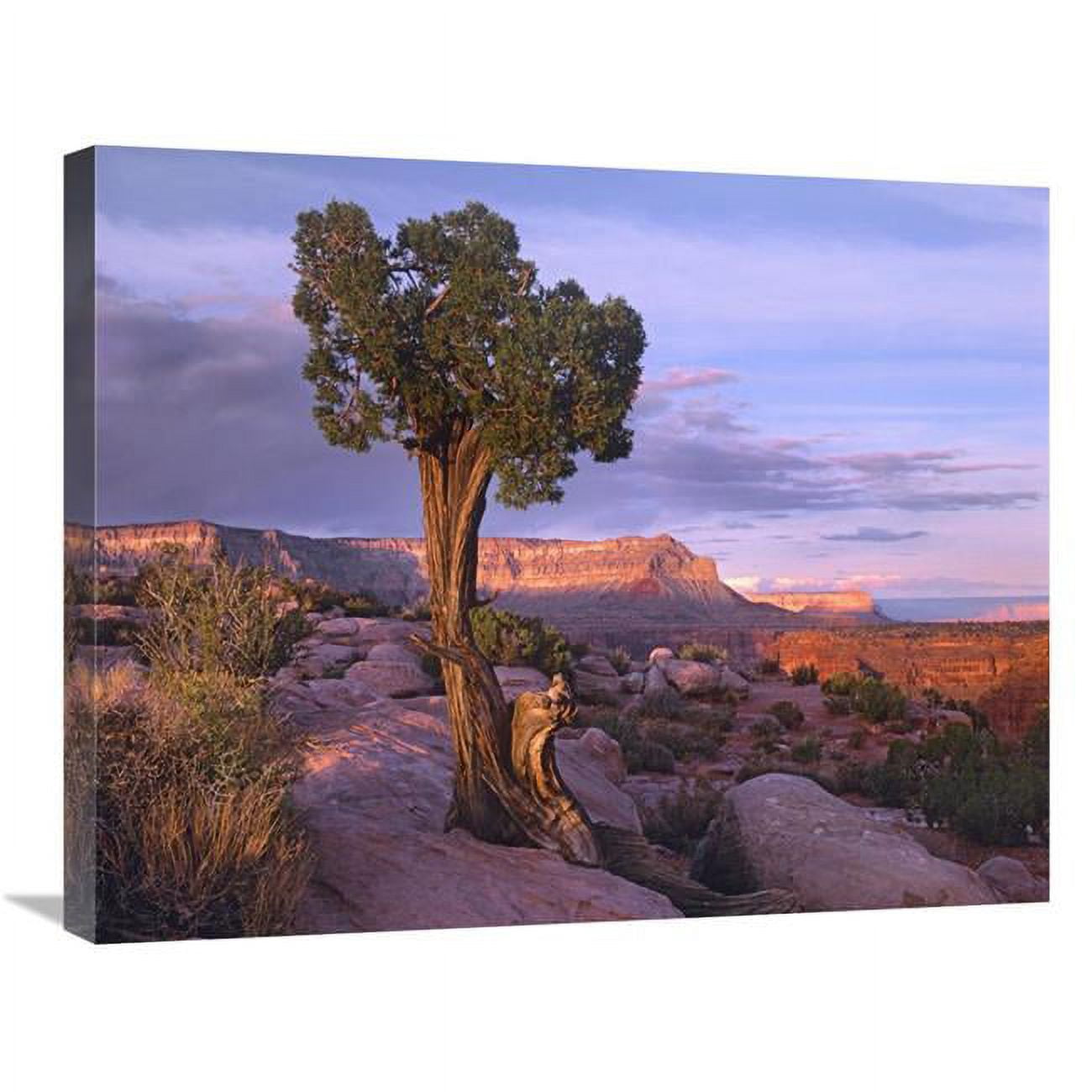 22 x 28 in. Single-Leaf Pinyon Pine at Toroweap Overlook, Grand Canyon ...