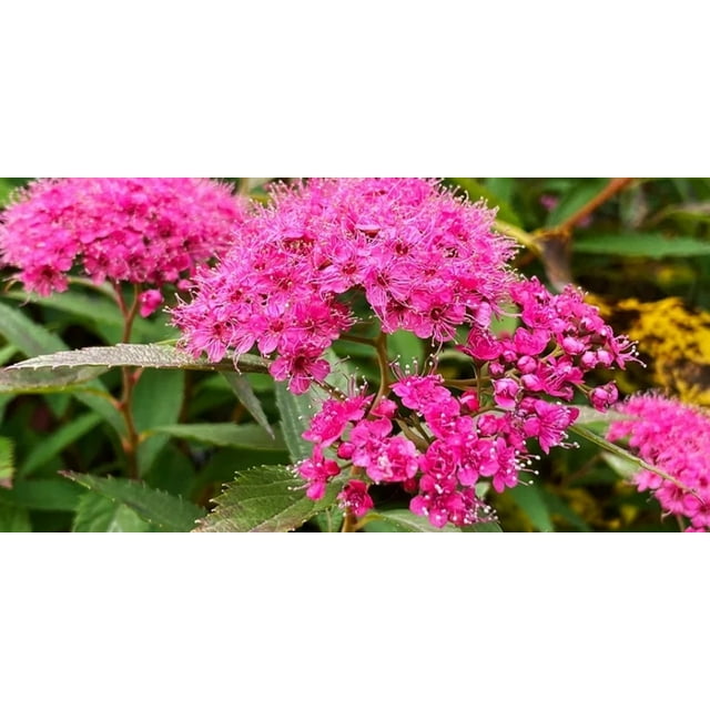 220 Meadowsweet Seeds Mix Japanese Spirea Reeves Flowering Shrub Bridal ...