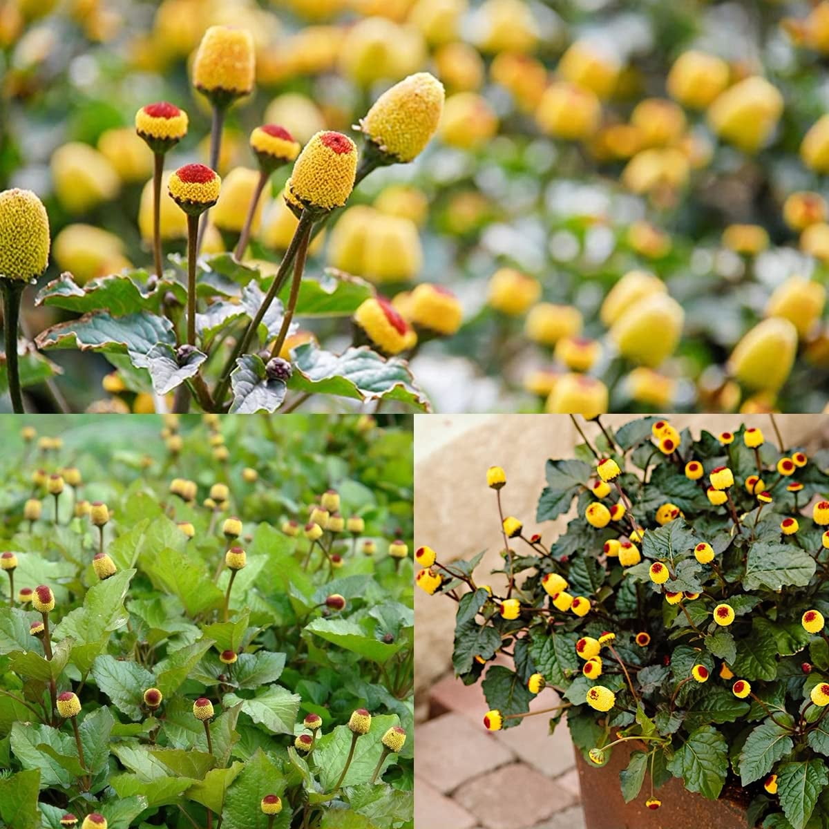 220+ Toothache Plant Seeds for Planting | Electric Daisy Seeds ...