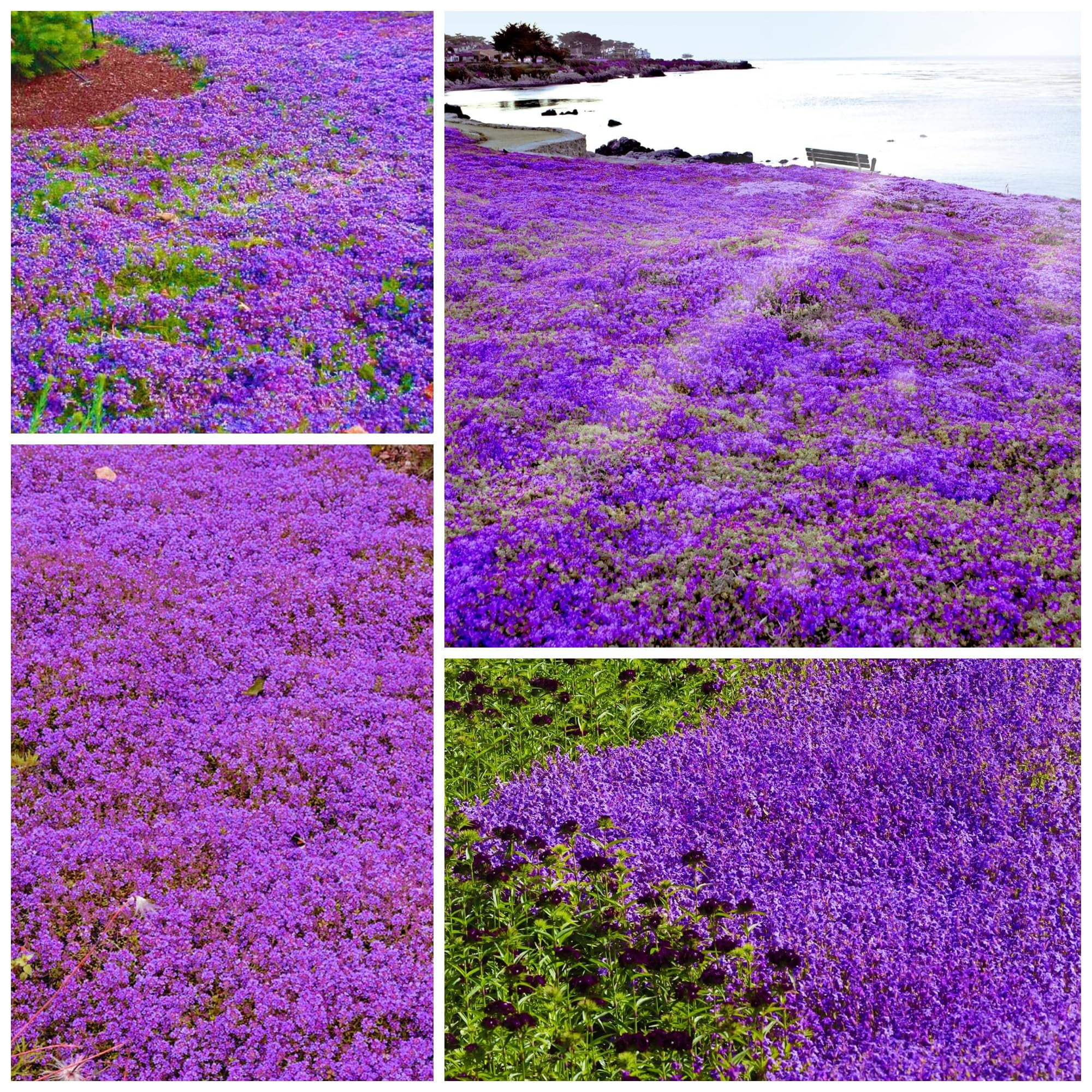 22000+ Magic Creeping Thyme Seeds for MVR1 Planting Ground Cover Plants Perennial Thyme Non-GMO ...