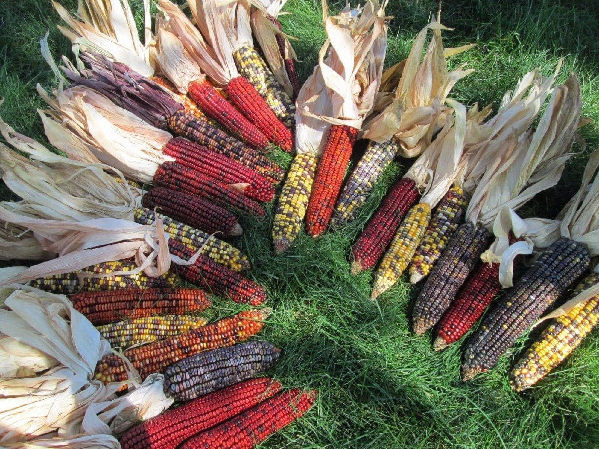 225 Iowa Indian Corn-Ornamental Seeds High Yeild Colorful Large Ears ...