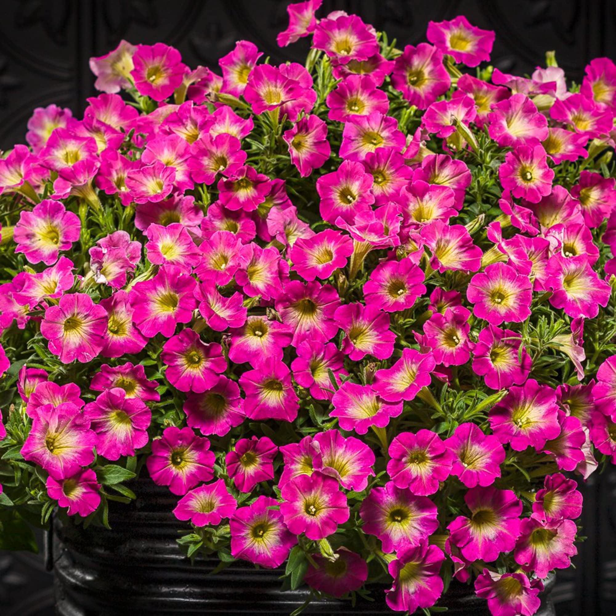 Petunia 'Supertunia Daybreak FEV6 Charm' Seeds Showy Flowers Drought ...