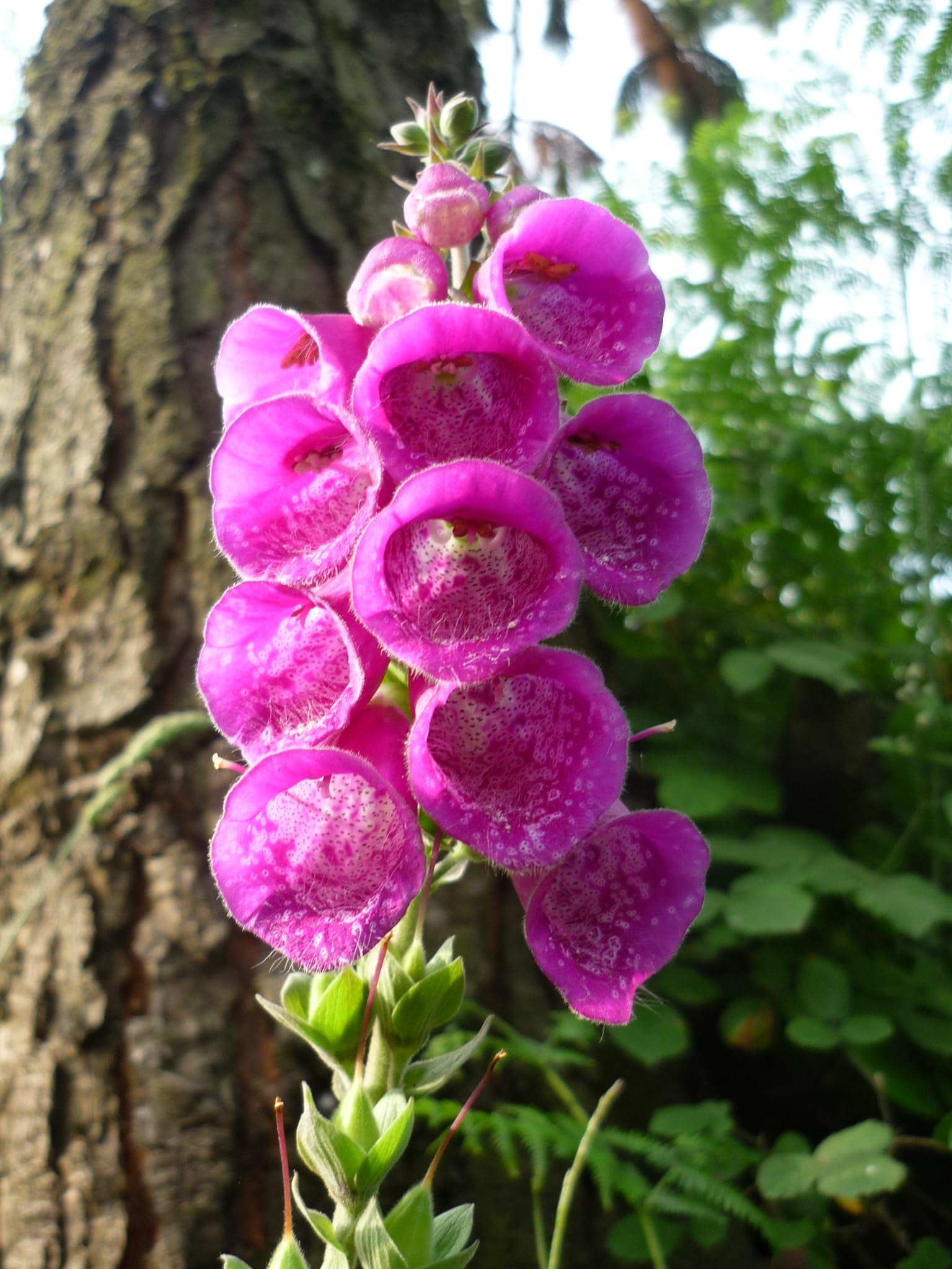 22Day Seeds: Seeds Mullein Foxglove/Spanish Digitalis thapsi/Annual ...